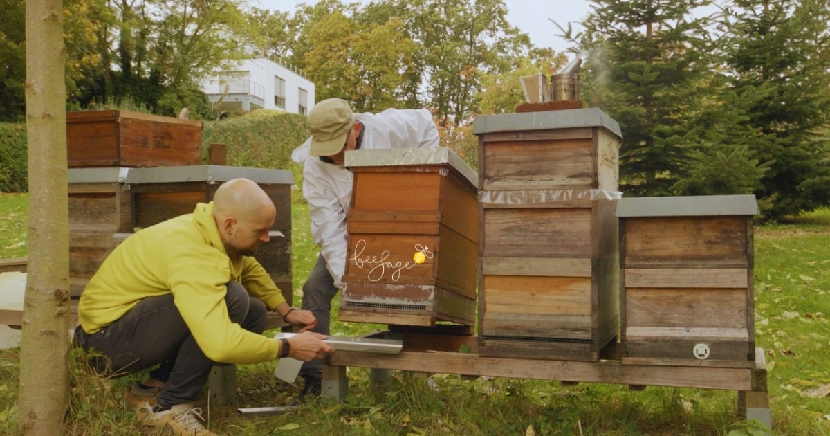 BeeSage - HiveScale | Data-driven Beekeeping